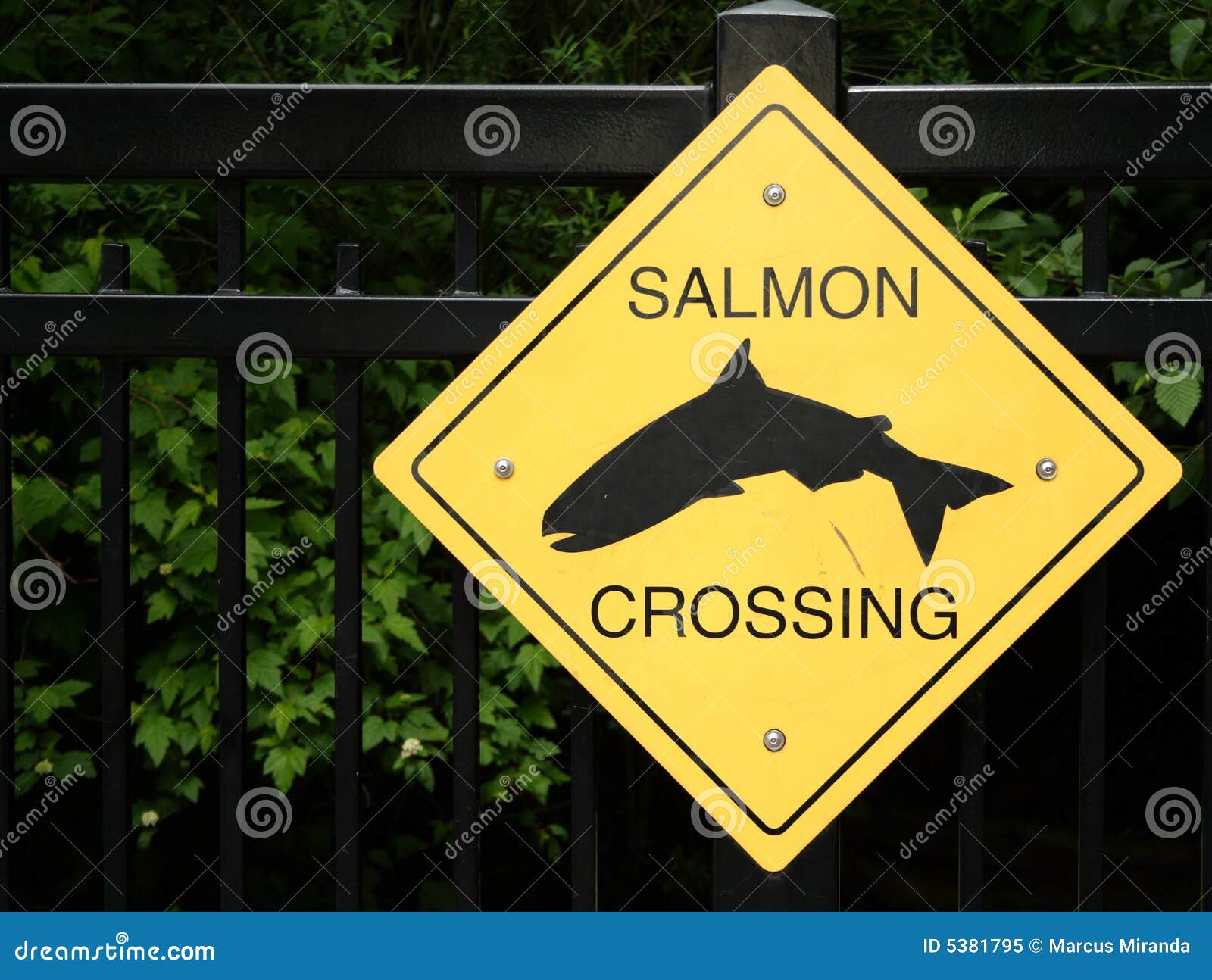 Salmon Crossing Picture. Image: 5381795