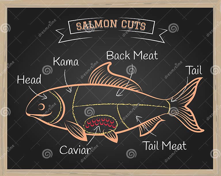 Salmon Cuts Illustration stock illustration. Illustration of standing ...