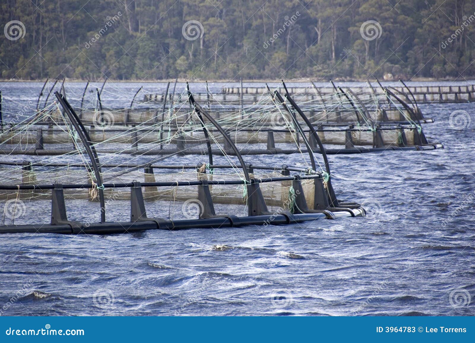 Salmon Farming stock image. Image of farm, water, farming - 3964783