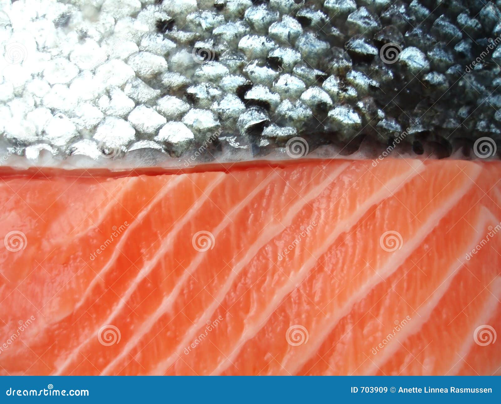 Salmon filet stock image. Image of cuisine, filet, salmon - 703909