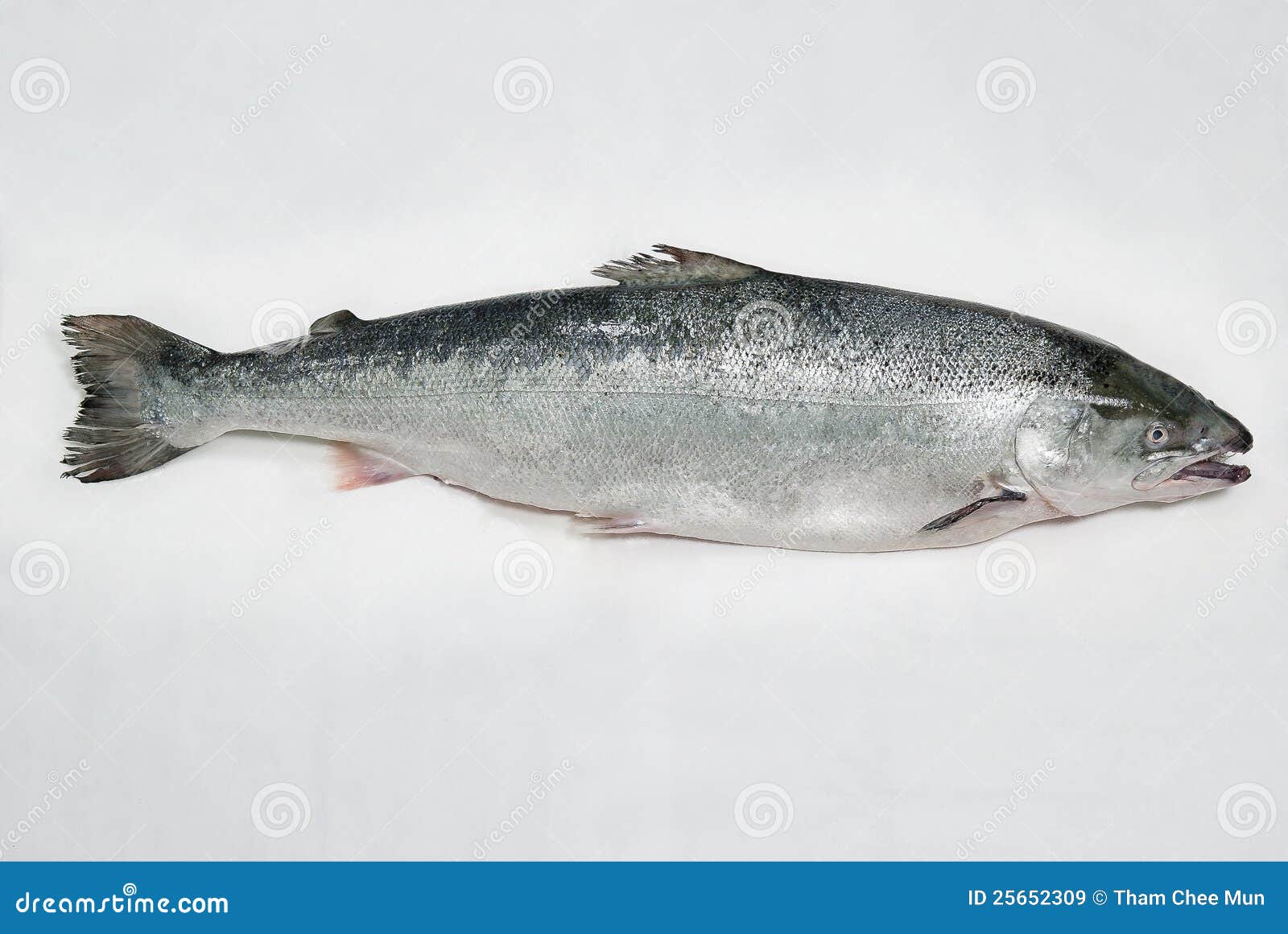 Salmon Fish Royalty Free Stock Images - Image: 25652309
