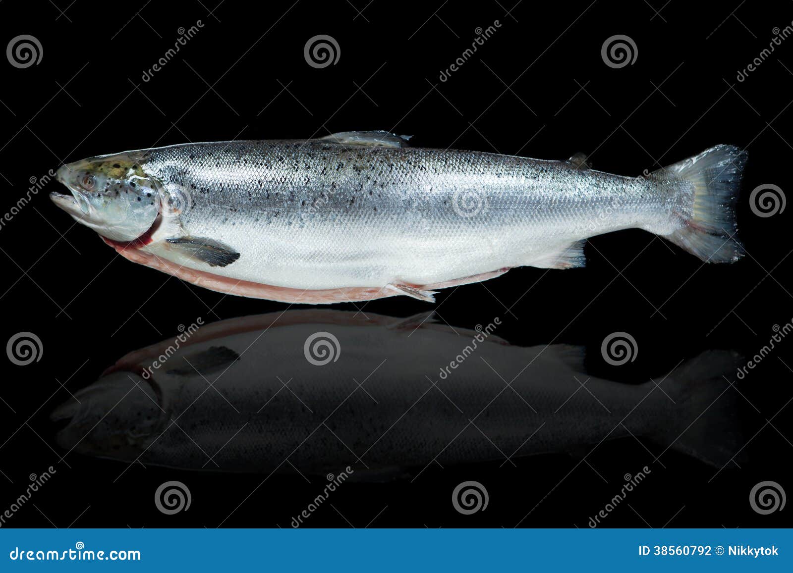 Salmon fish stock photo. Image of fresh, salmon, seafood - 38560792
