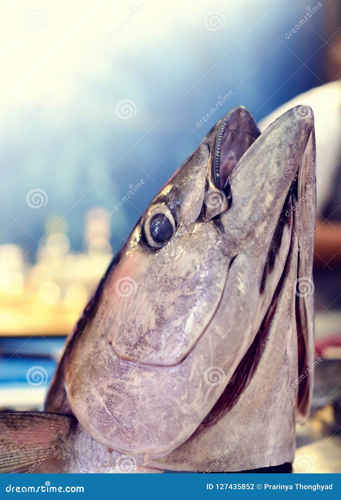Salmon Fish Head, Head of Salmon, Norwegian Salmon Fish Stock Photo ...