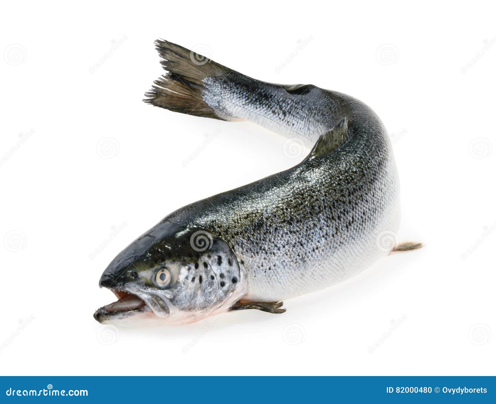 Salmon Fish Isolated on White Stock Photo - Image of isolated, fish ...
