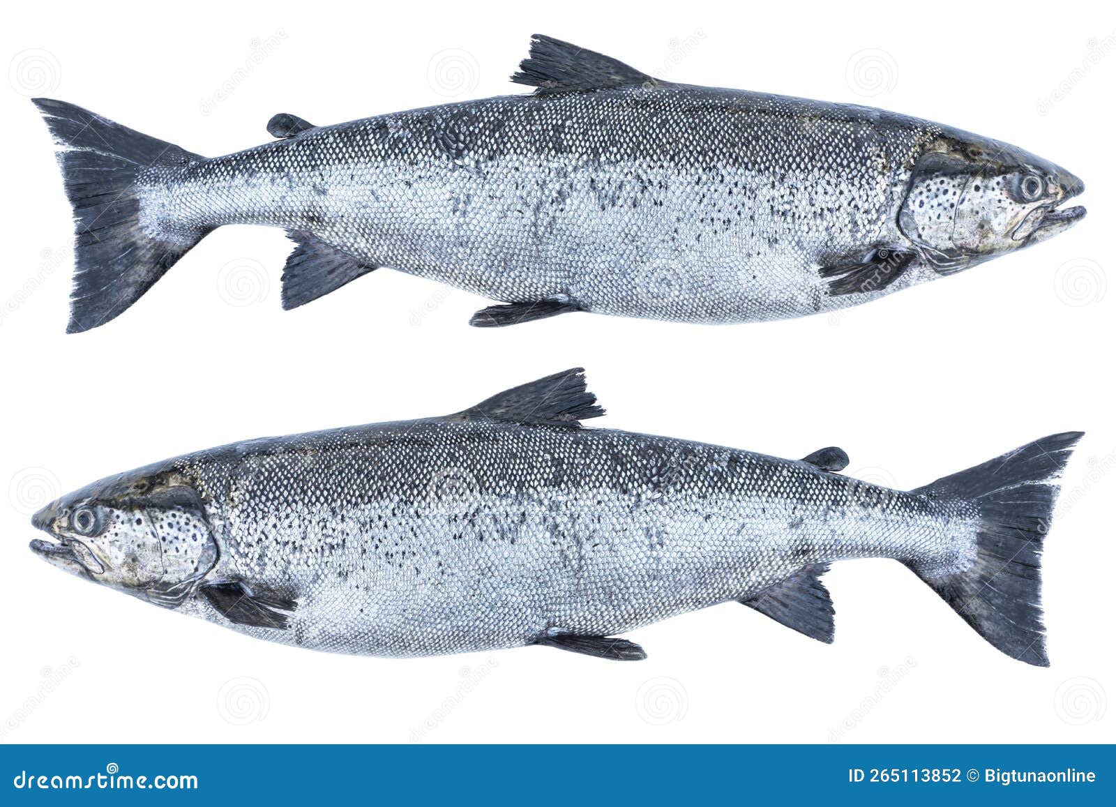 Salmon Fish Isolated on White Background. Fresh Wild Salmon Isolated on ...