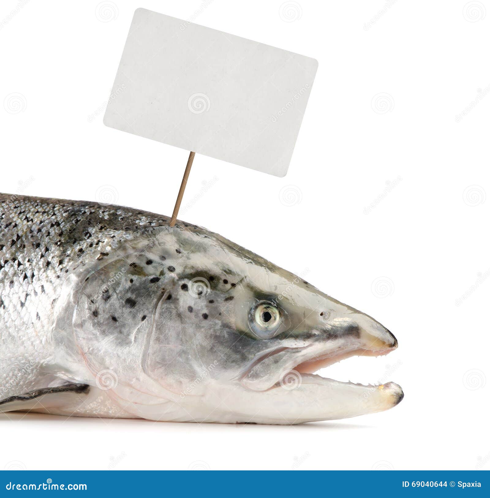 Salmon fish with price tag stock photo. Image of background - 69040644