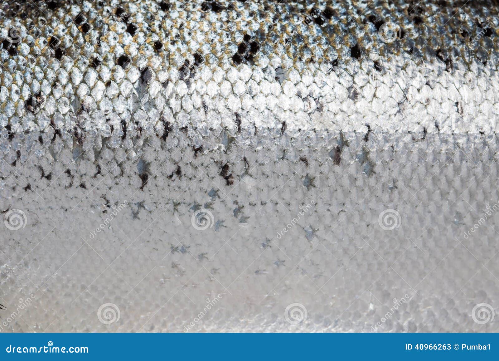 Fish Silver Bream With Scales Royalty-Free Stock Photo | CartoonDealer ...