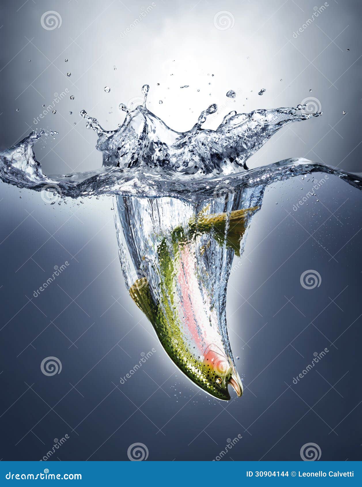 Salmon Fish Splashing Into Water Forming A Crown Splash. Stock Images ...