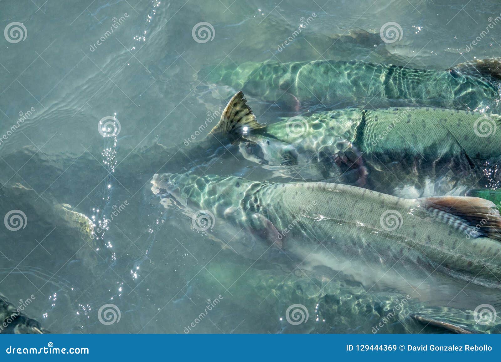 Salmon Fish Swimming Up the River Stock Image - Image of fauna, alaska ...