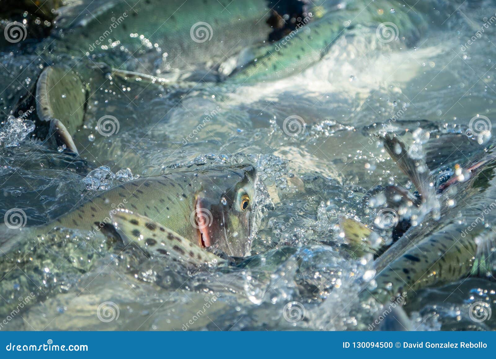 Salmon Fish Swimming Up the River Stock Photo - Image of creek, salmon ...