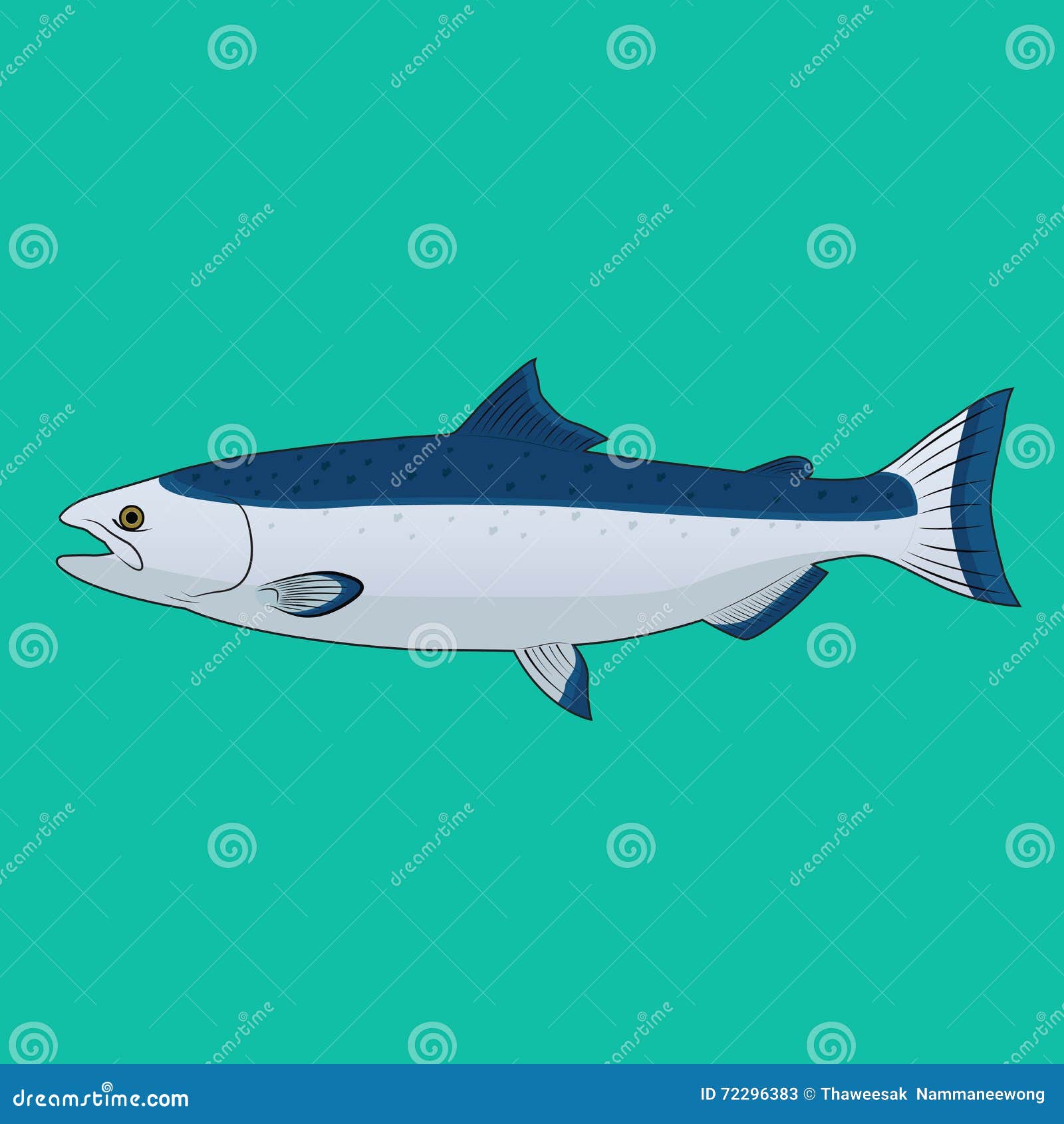 Salmon Fish Vector stock vector. Illustration of aquatic - 72296383