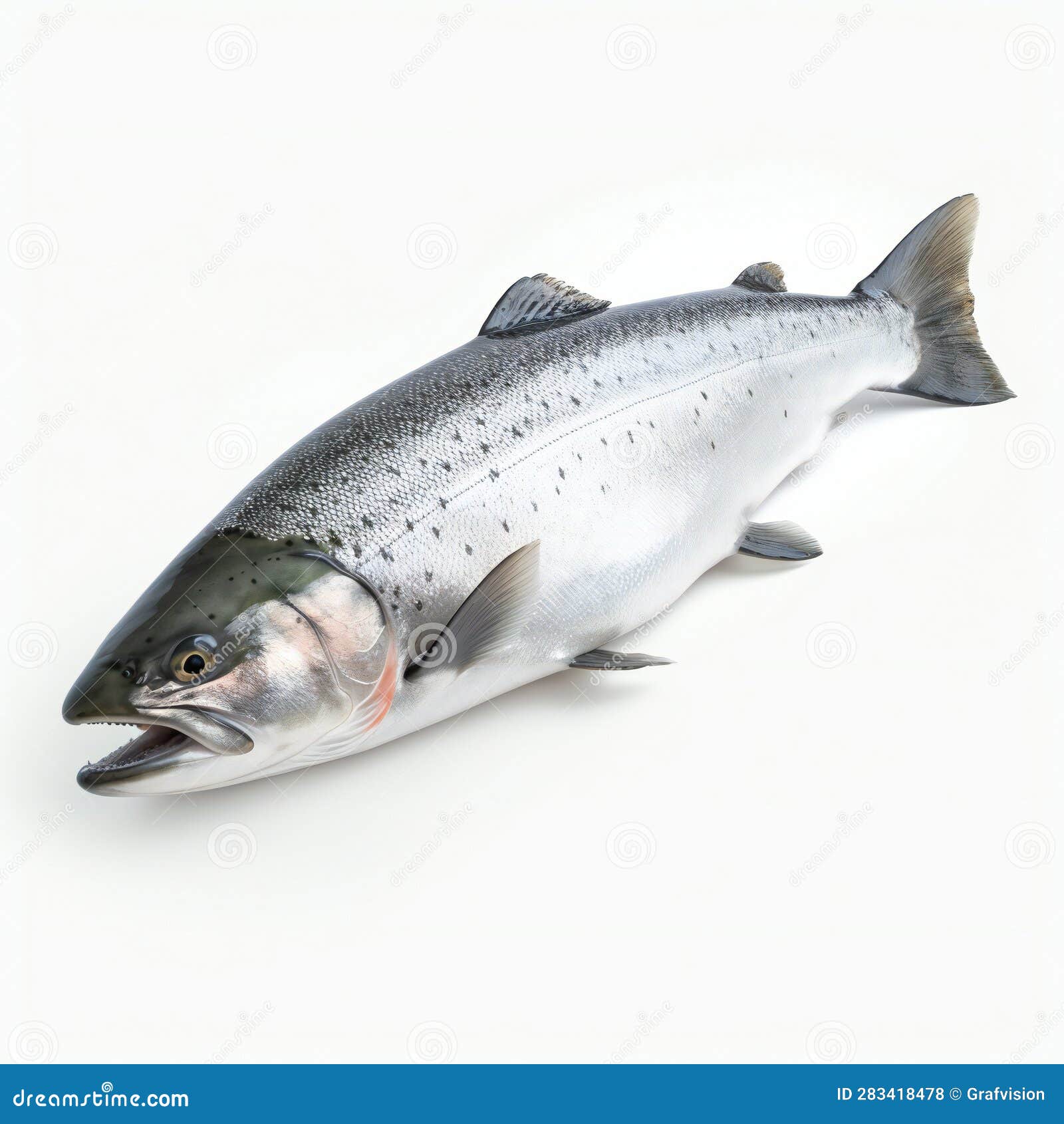 Salmon Fish on White Background Stock Illustration - Illustration of ...