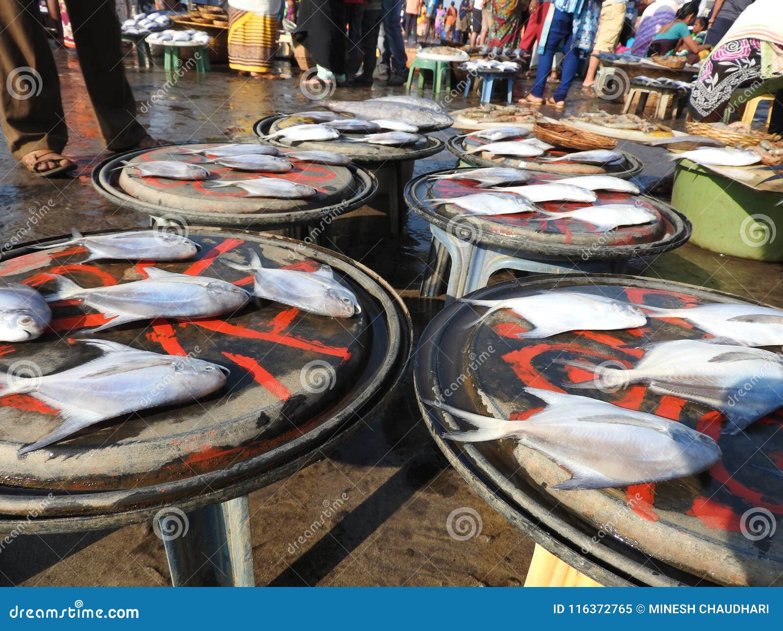 Fish size comparison stock image. Image of salmon, fish - 116372765