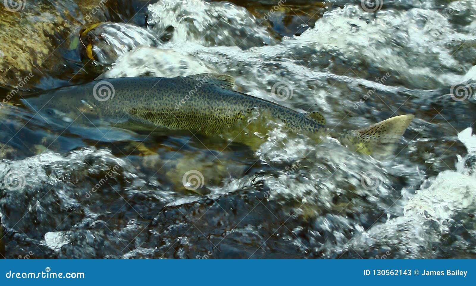 SALMON GOING UPSTREAM ONTARIO Stock Image - Image of close, closeup ...