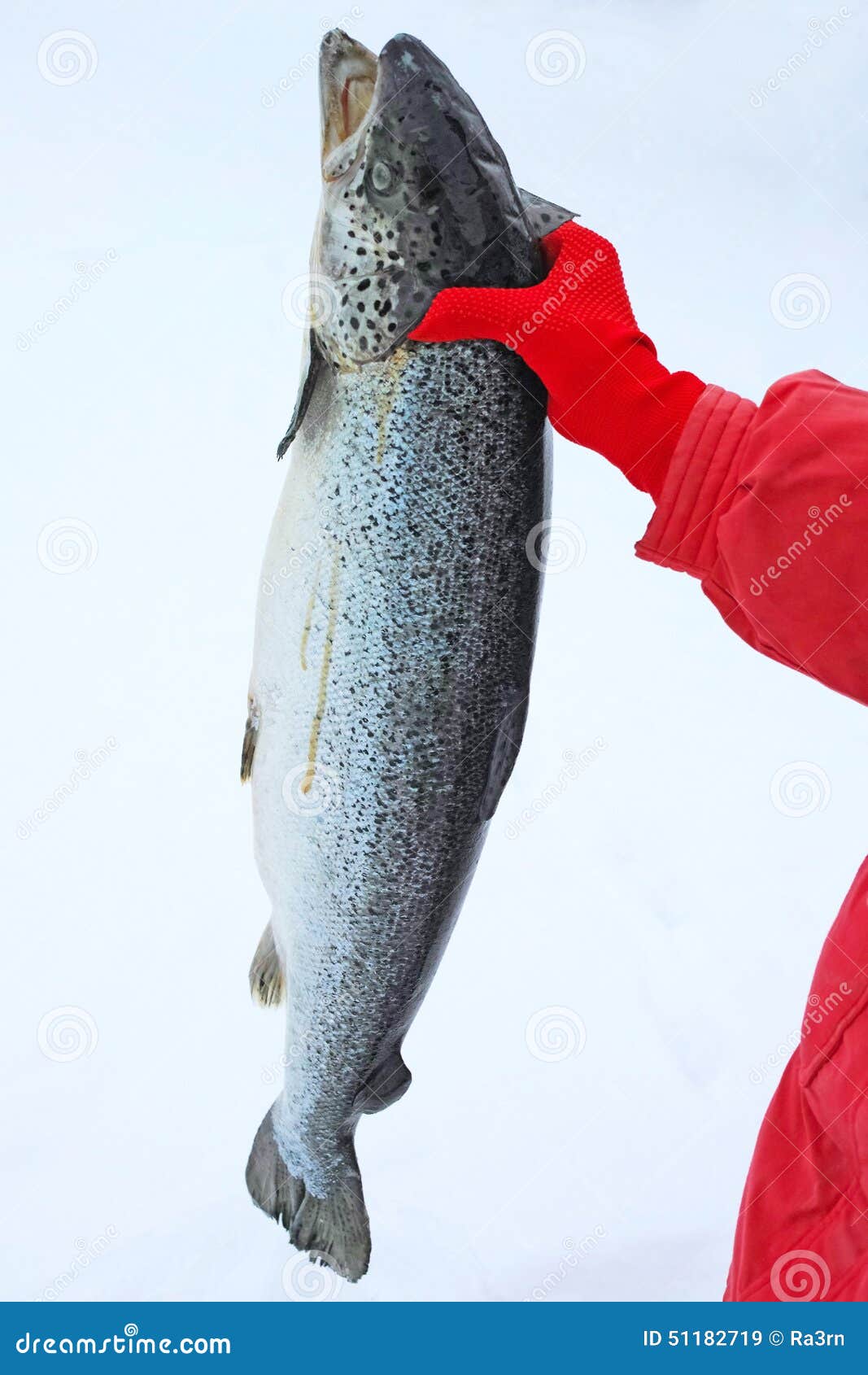 Salmon in hand outdoors stock image. Image of head, fishing - 51182719