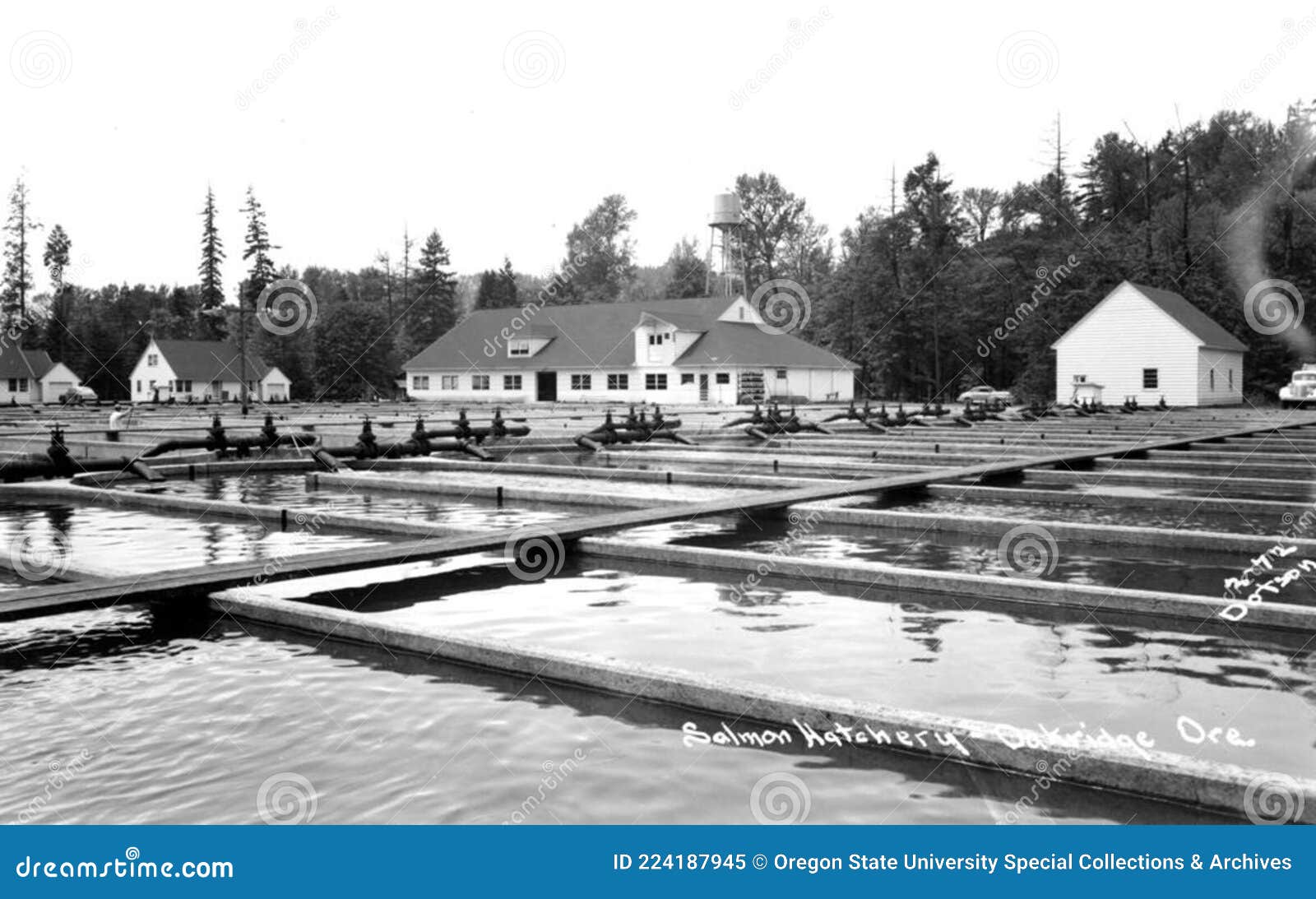 Salmon Hatchery, Oakridge, Ore. Picture Image: 224187945