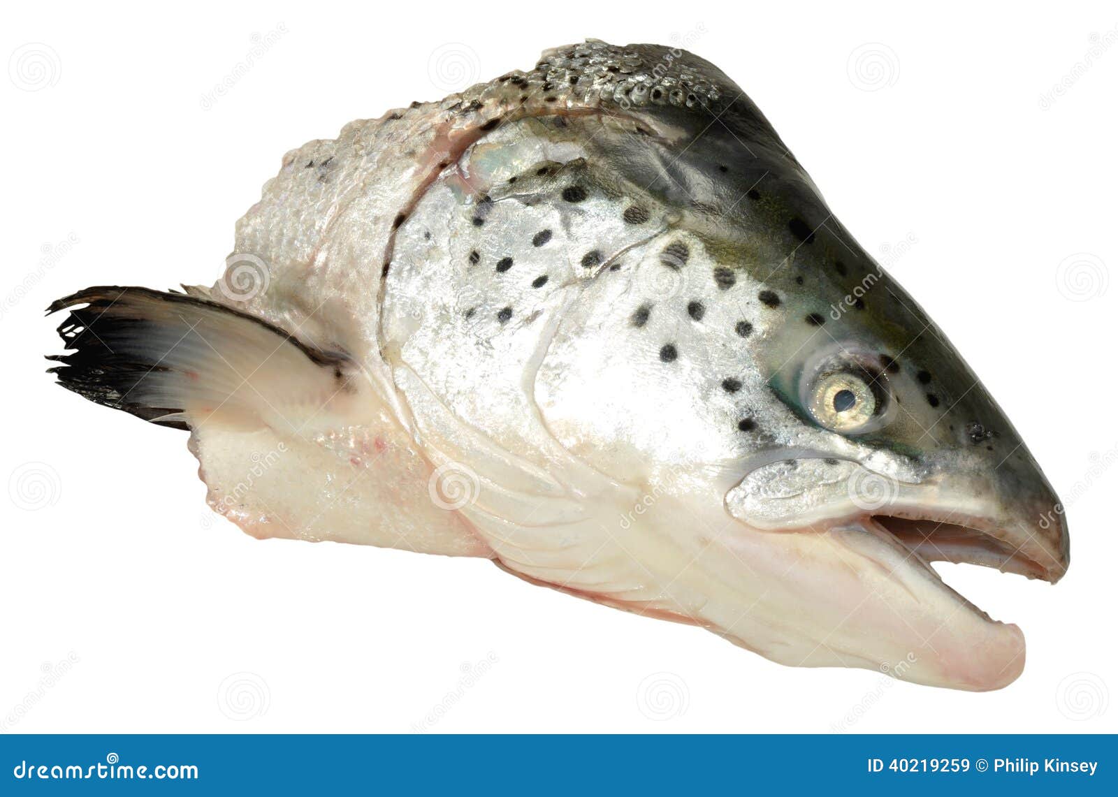 Salmon Head atlantico immagine stock. Immagine di testa - 40219259