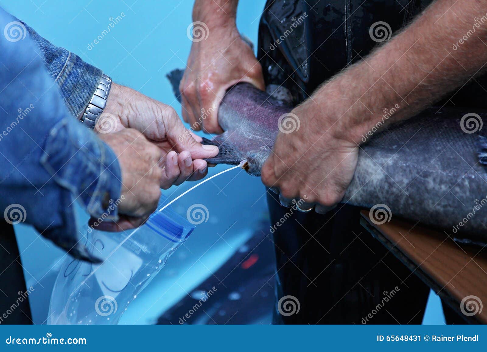 Salmon Milt stock image. Image of removing, hand, aquaculture - 65648431