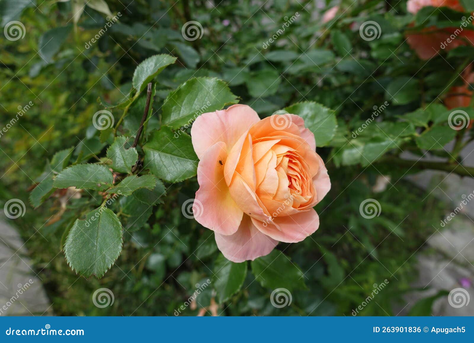 Salmon Pink Flower in the Leafage of Rose Stock Photo - Image of nature ...