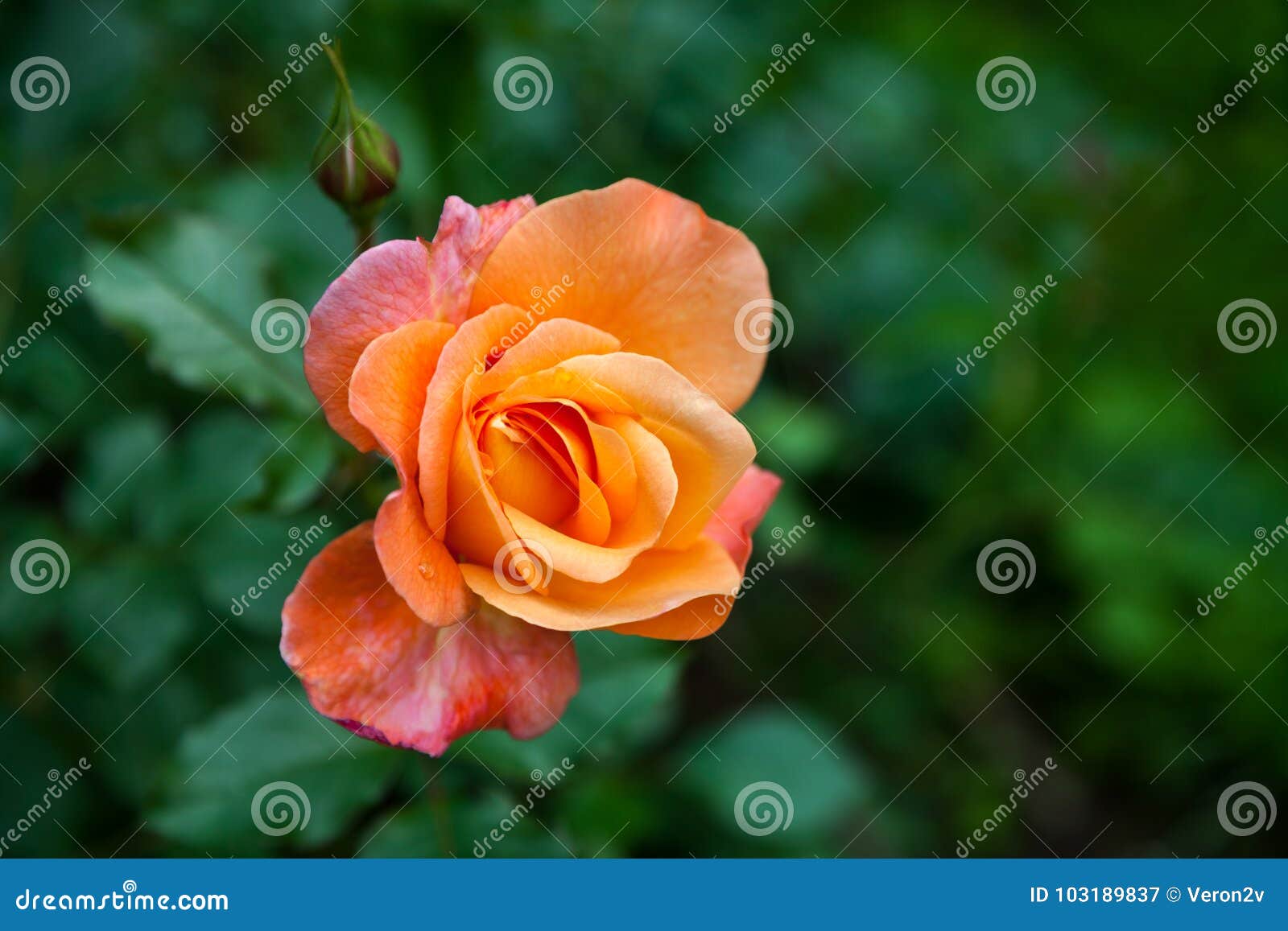 Salmon Pink Rose immagine stock. Immagine di bello, fioritura - 103189837