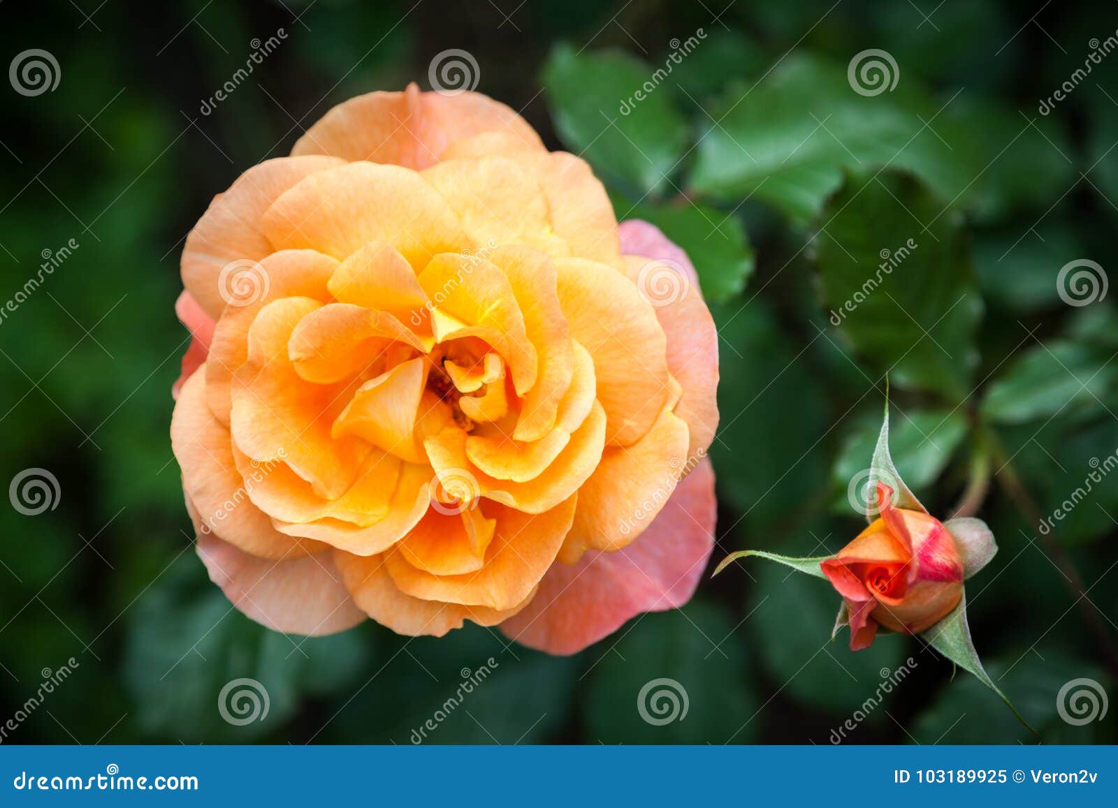 Salmon Pink Rose imagen de archivo. Imagen de arbusto - 103189925