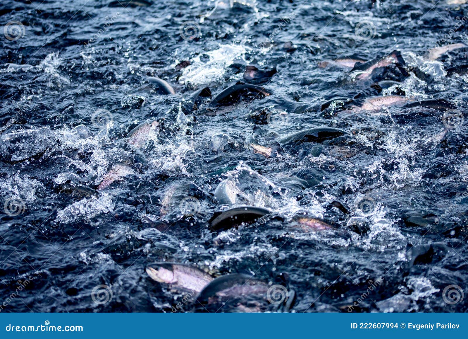 Salmon or Rainbow Trout Goes on Spawning in River of Fish Farm Stock ...