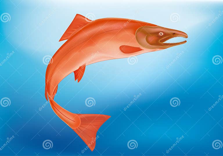 Salmon red stock vector. Illustration of animal, food - 20529849