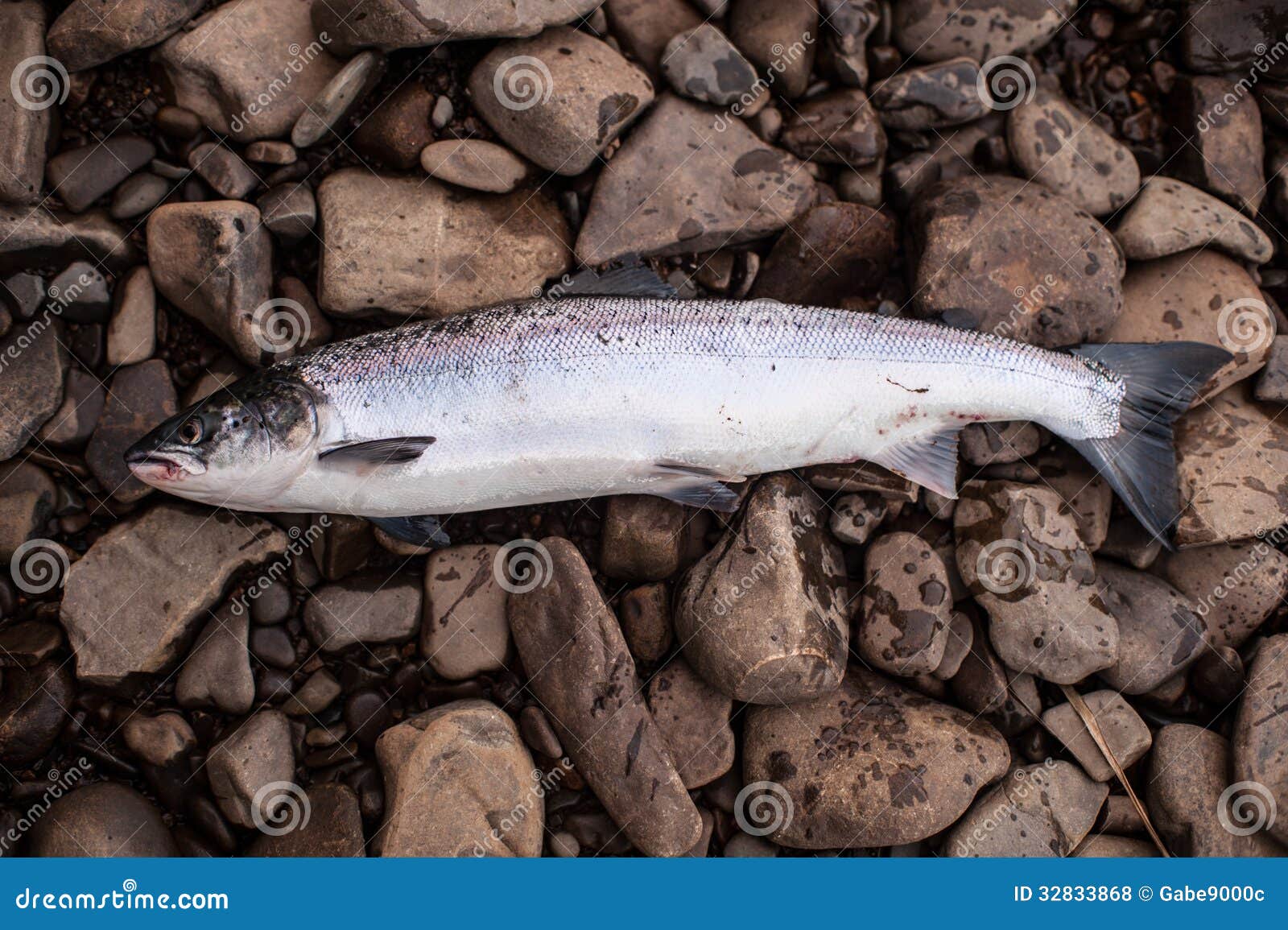 Salmon on rocks stock photo. Image of sport, angling - 32833868