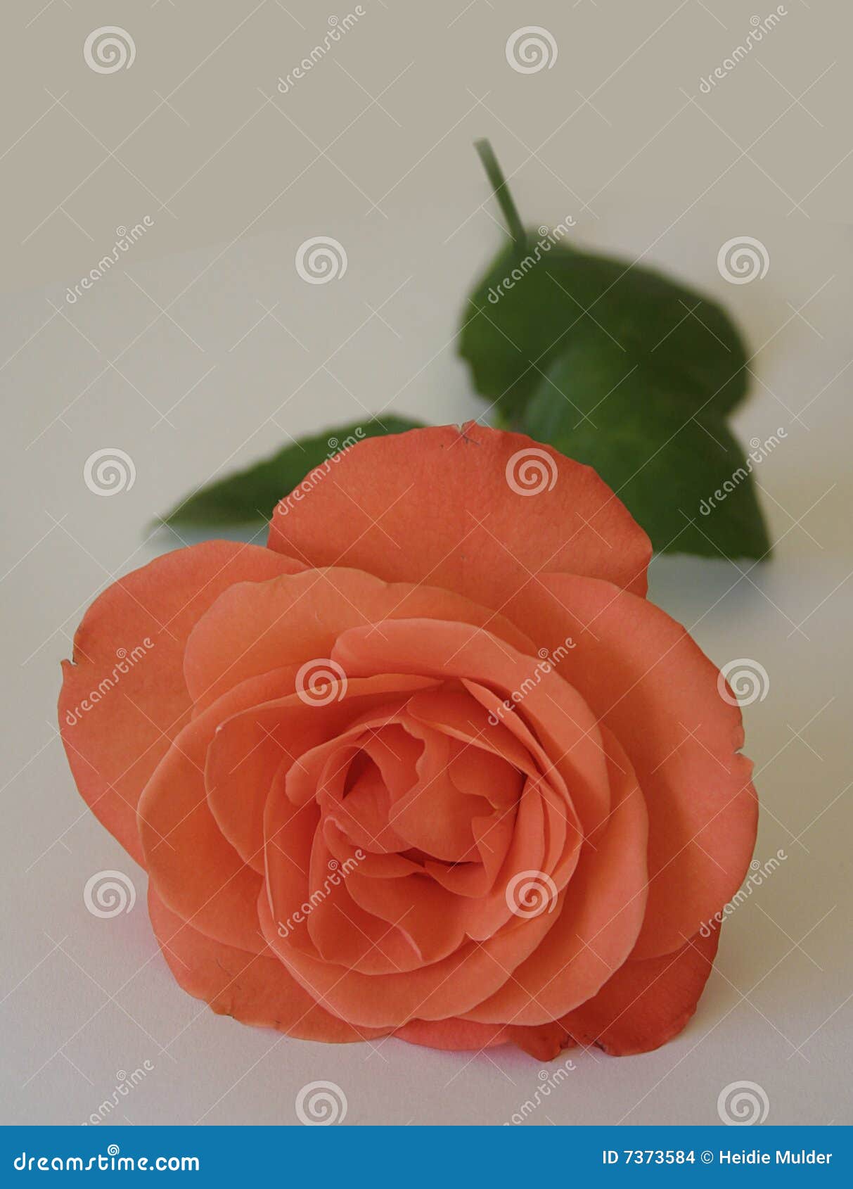 Salmon rose stock photo. Image of bloom, flower, salmon - 7373584