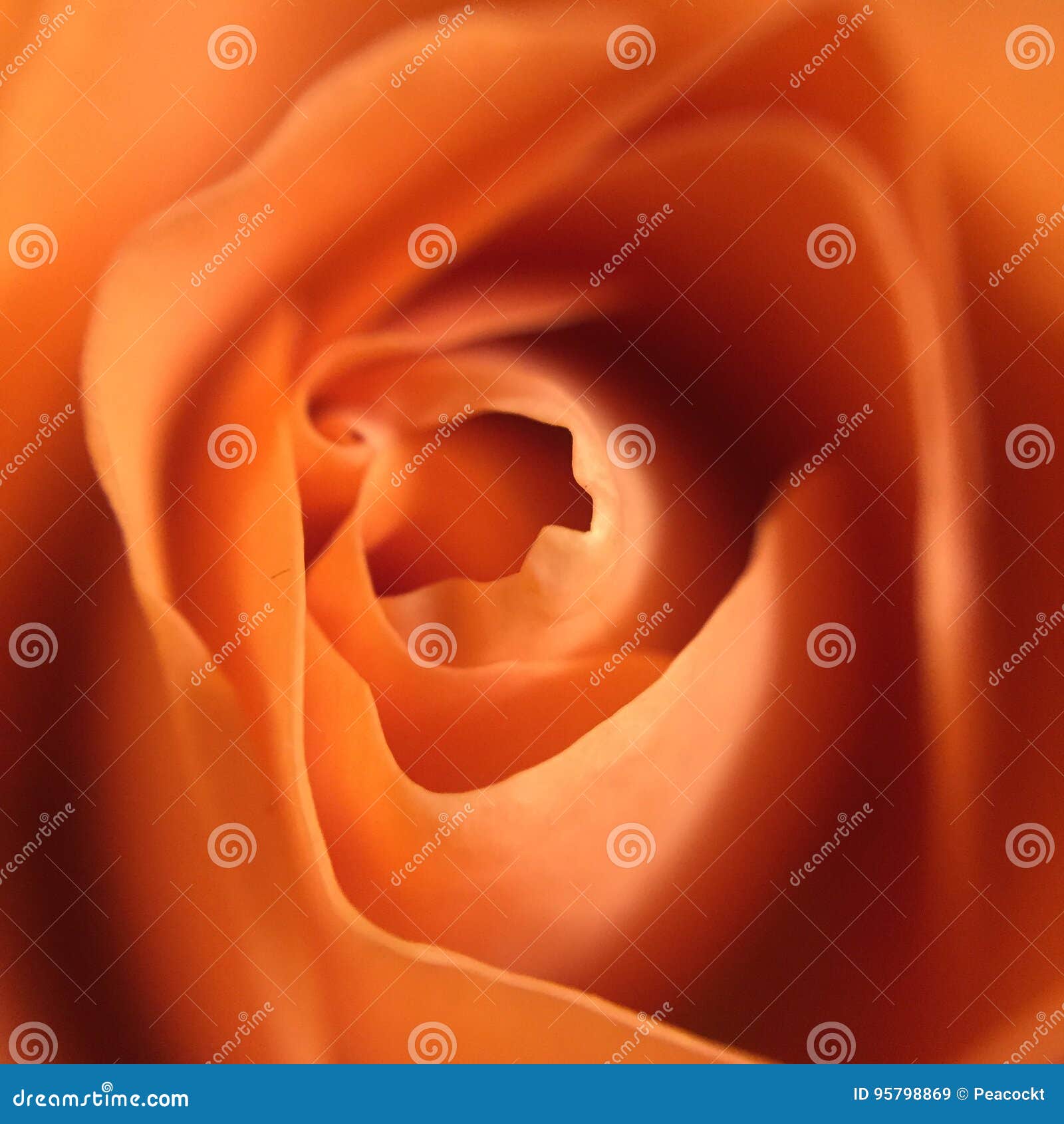 Salmon Rose stock image. Image of nature, rose, colored - 95798869