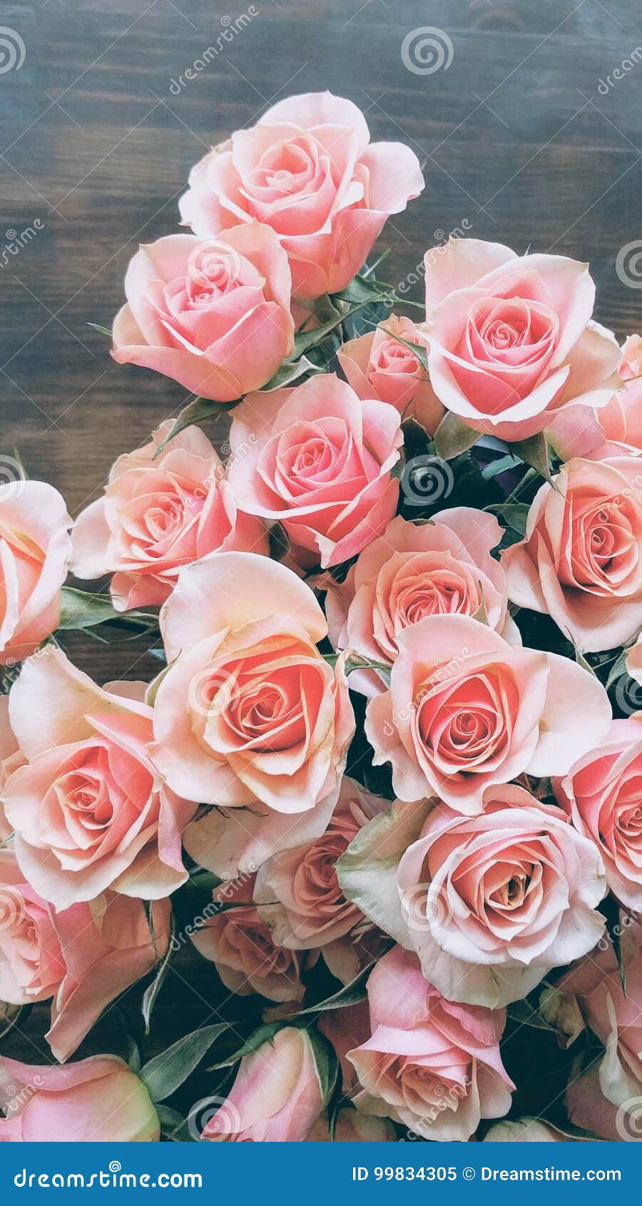 Salmon roses stock image. Image of mood, flowers, roses - 99834305