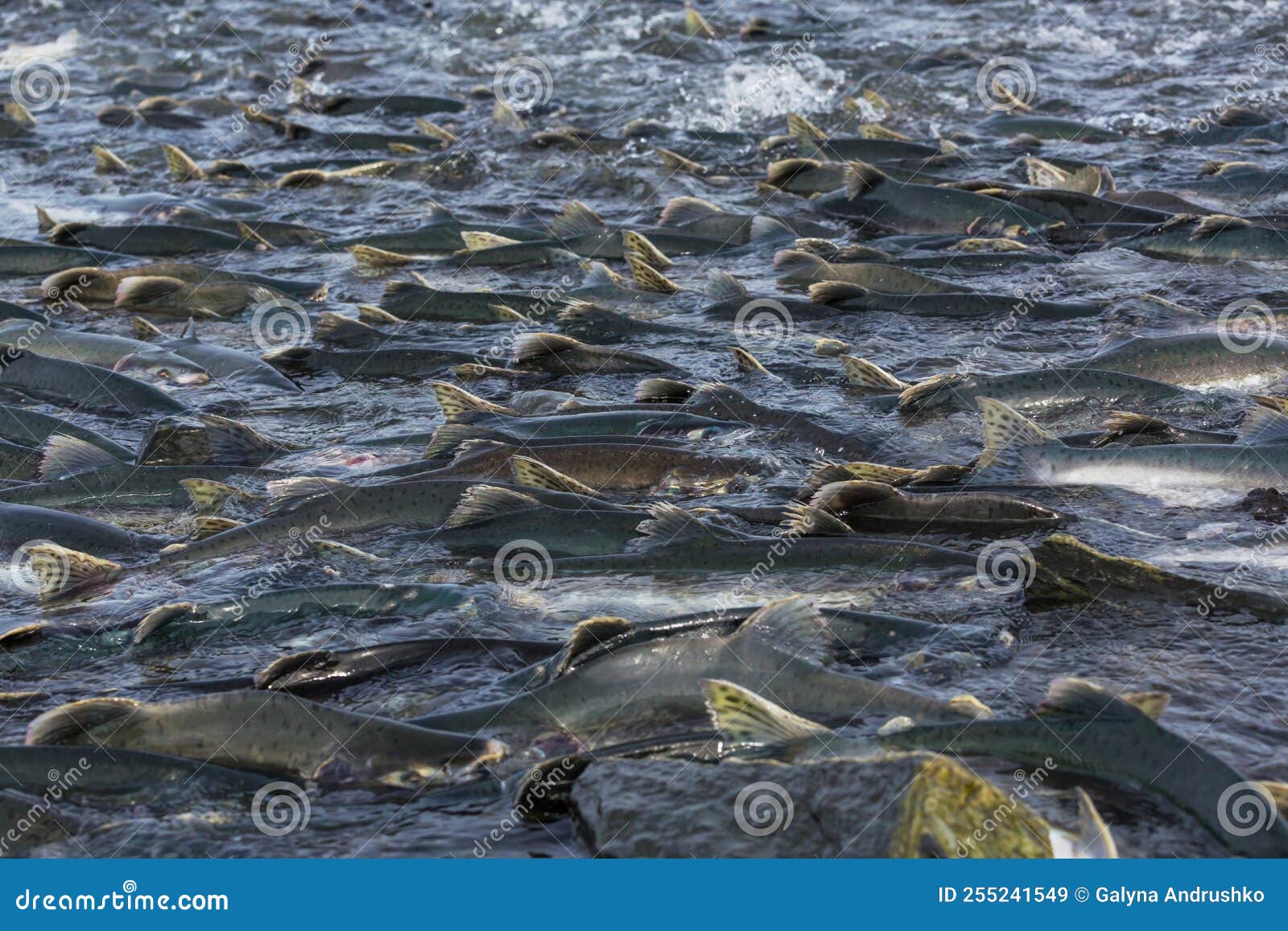 Spawning salmon stock image. Image of outdoors, alaska - 255241549