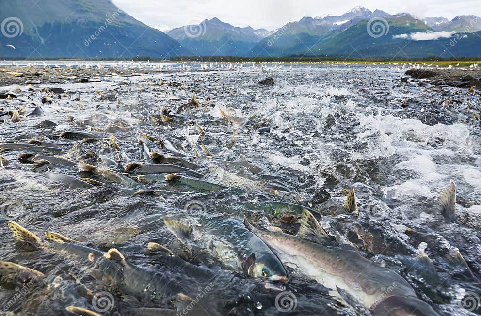 Spawning salmon stock photo. Image of spawning, nature - 255241564