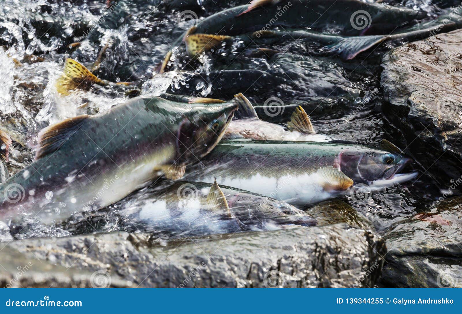 Spawning salmon stock image. Image of empty, swimming - 139344255