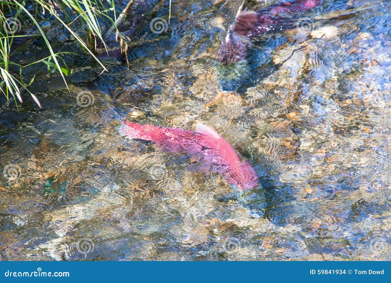 Salmon Spawning in Shallow Waters, Alaska Stock Photo - Image of ...