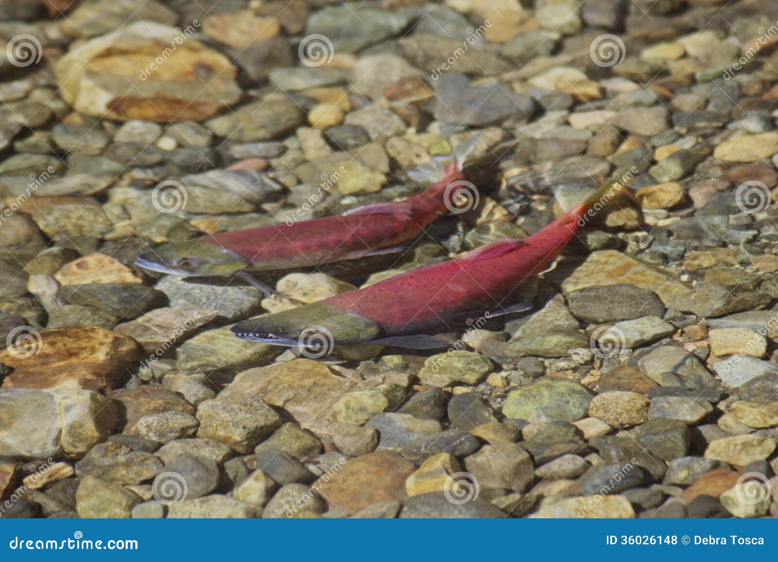 Pink Salmon Spawning