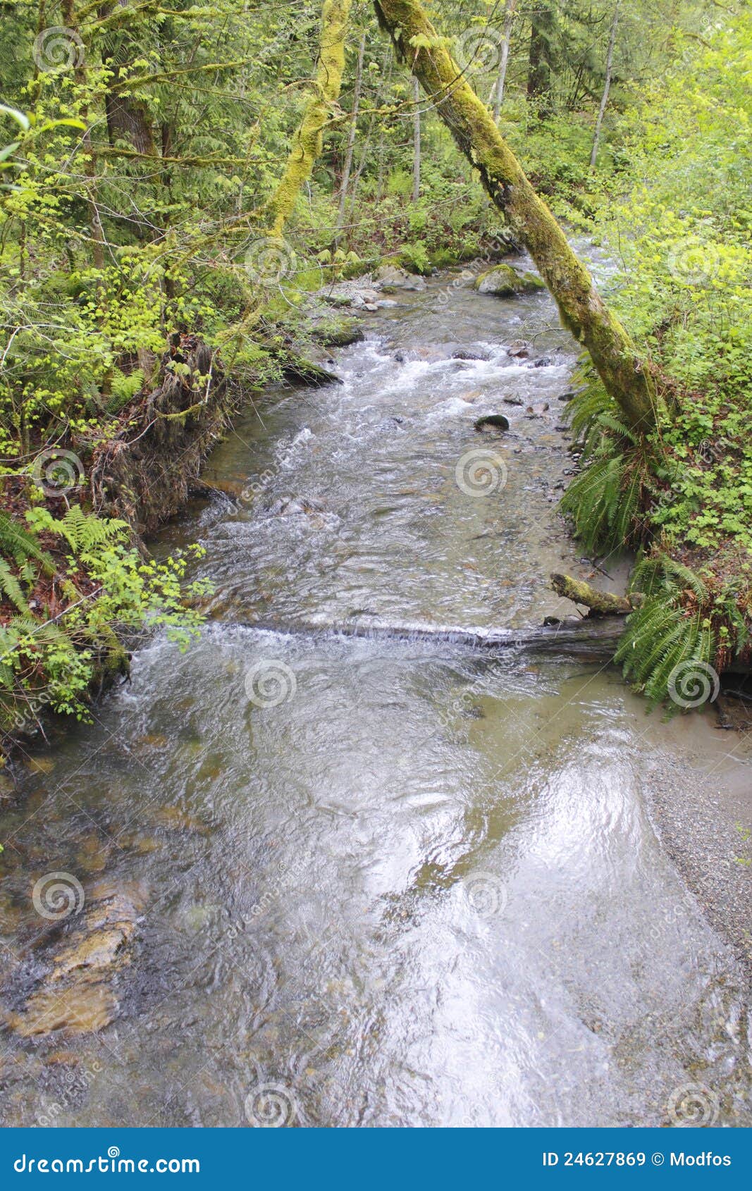 Salmon Stream stock image. Image of fishing, sockeye - 24627869