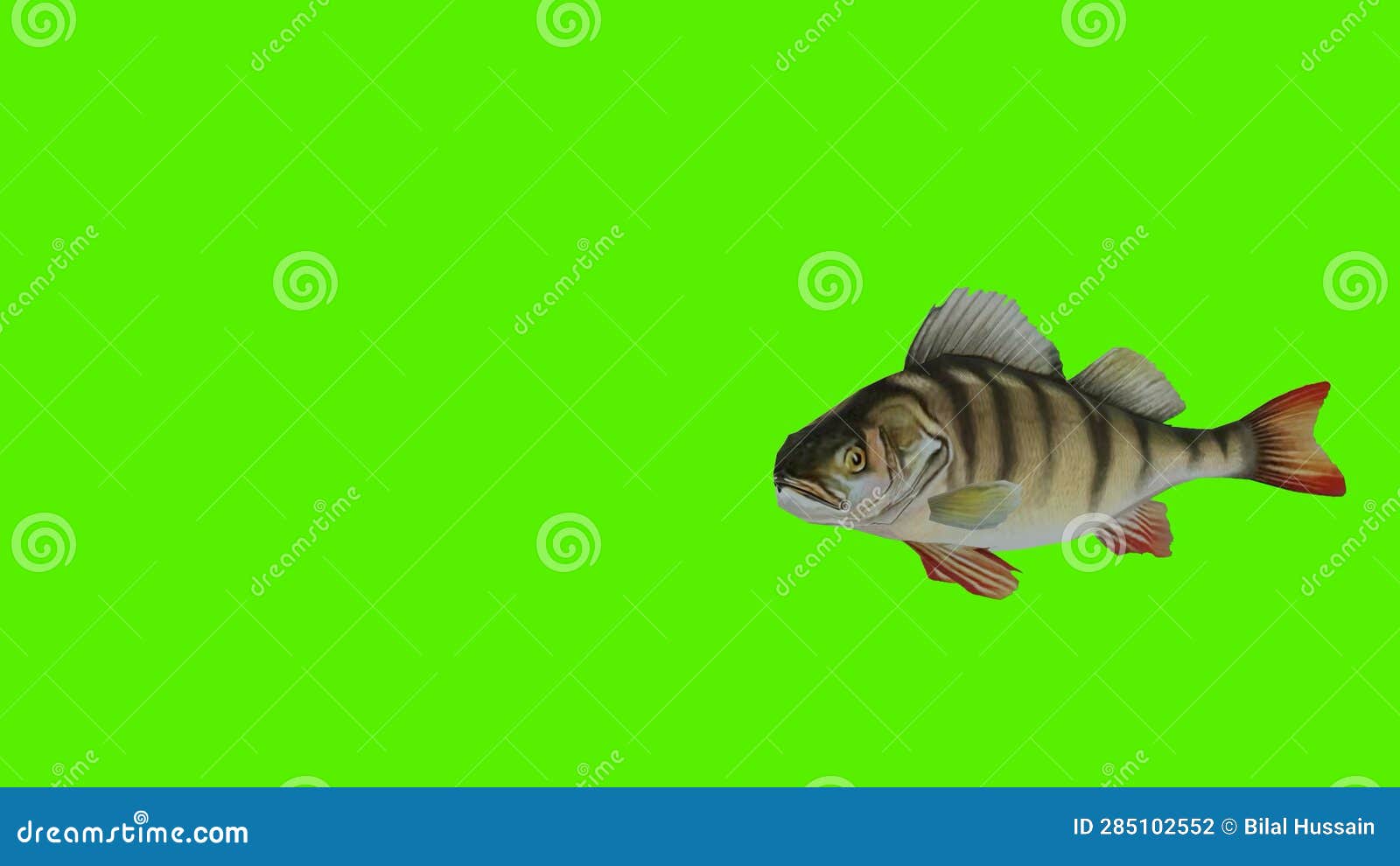 Salmon Swimming from Side Angle Stock Footage - Video of studio ...