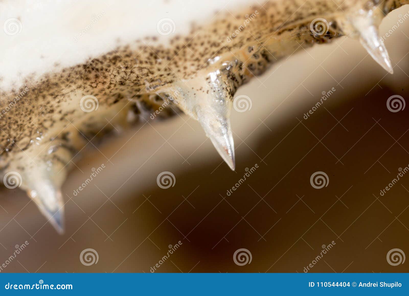 Salmon tooth. macro stock photo. Image of protein, fish - 110544404