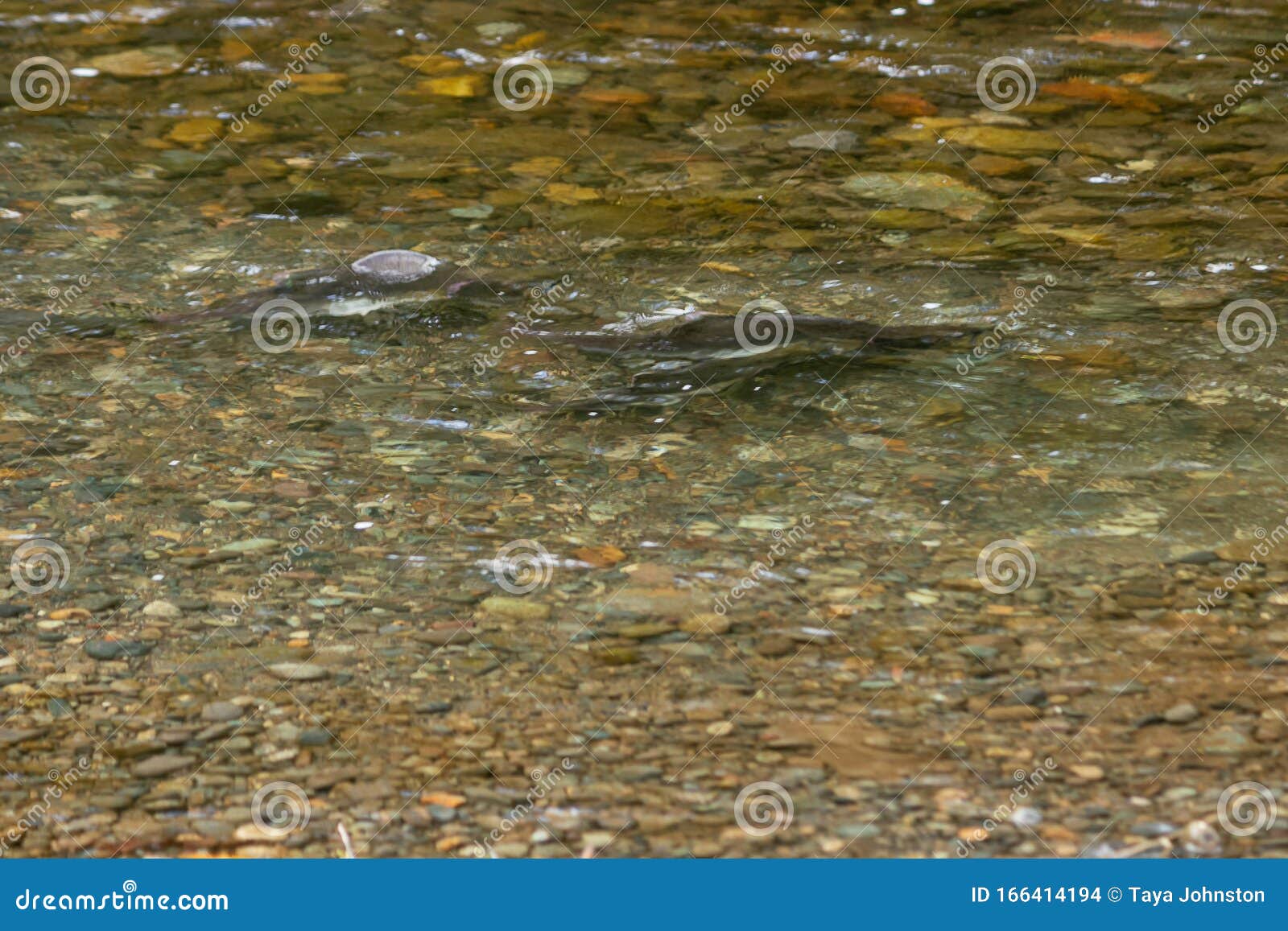 Salmon Underwater in a Shallow River Edge Stock Photo - Image of ...