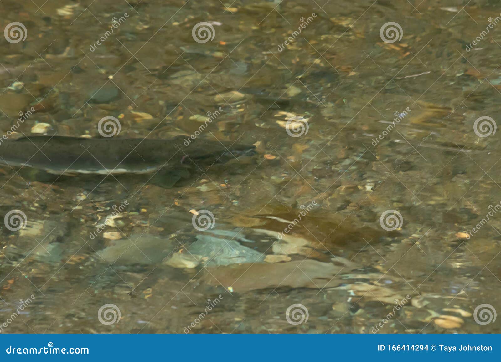 A Salmon Underwater in Shallow River Edge Stock Photo - Image of rural ...