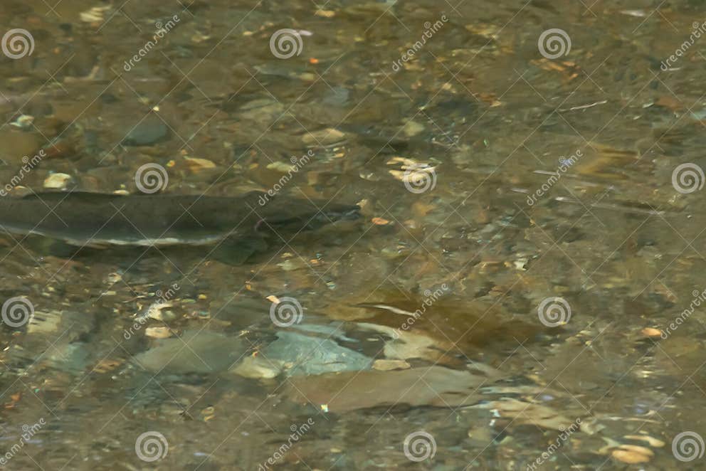 A Salmon Underwater in Shallow River Edge Stock Photo - Image of rural ...
