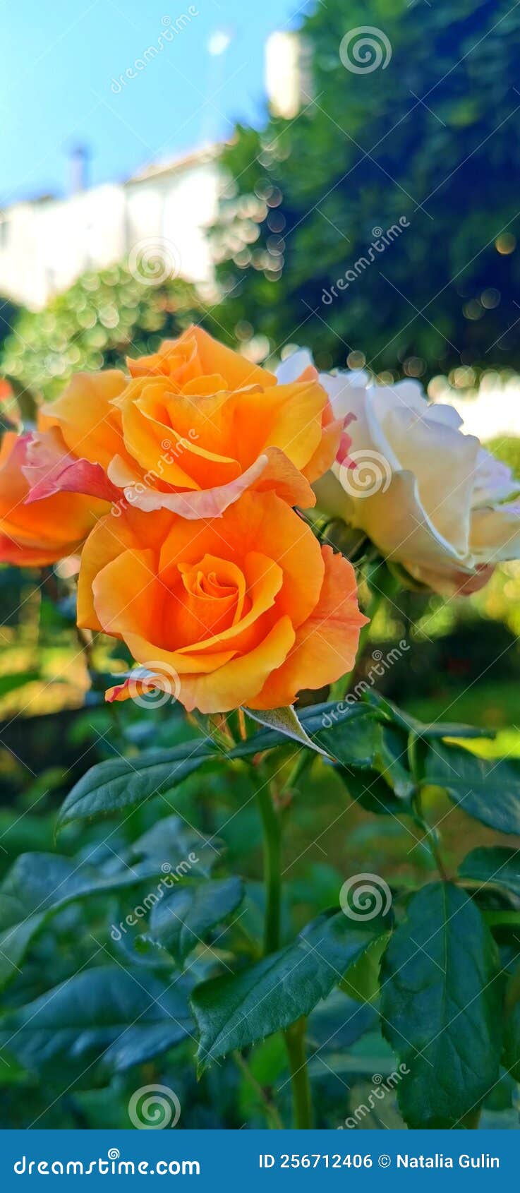 Salmon Roses stock photo. Image of bouquet, flower, peony - 256712406