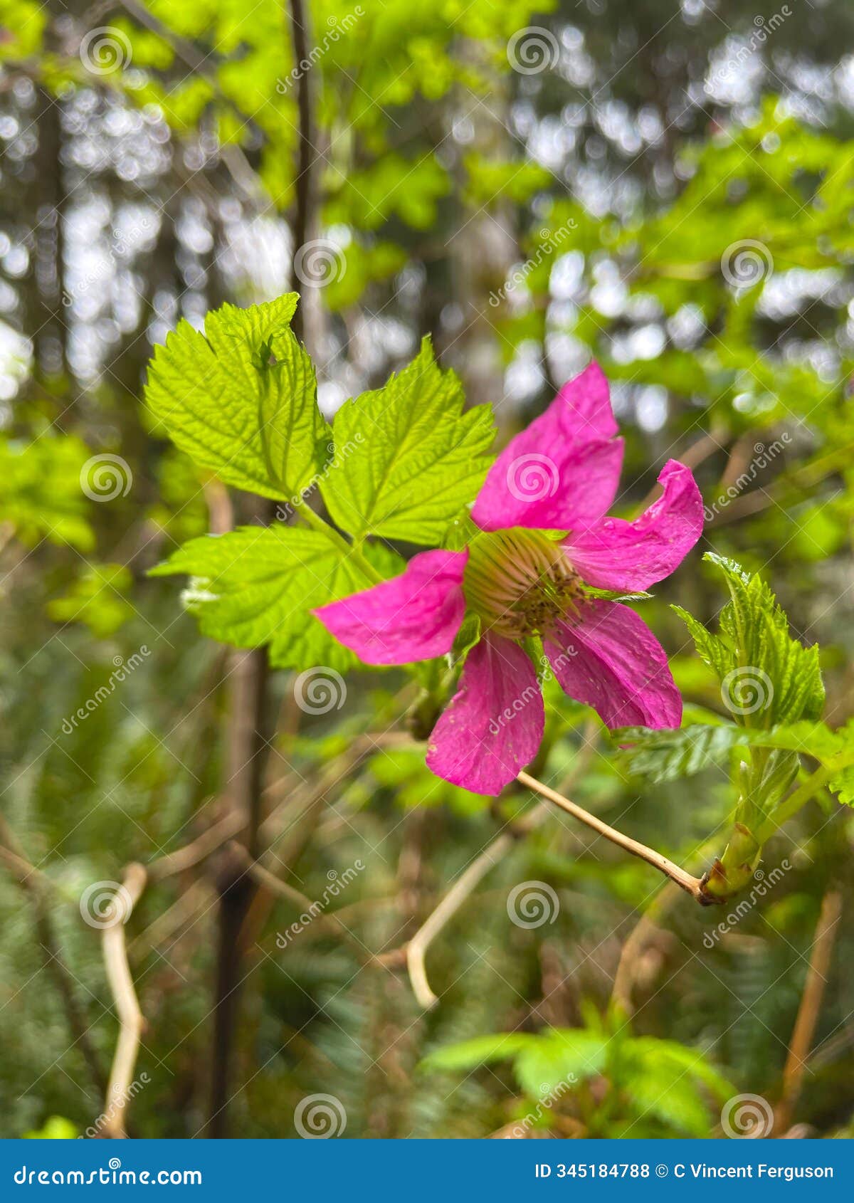 Salmonberry Flower Blossom 02 Stock Photo - Image of floral, nature ...