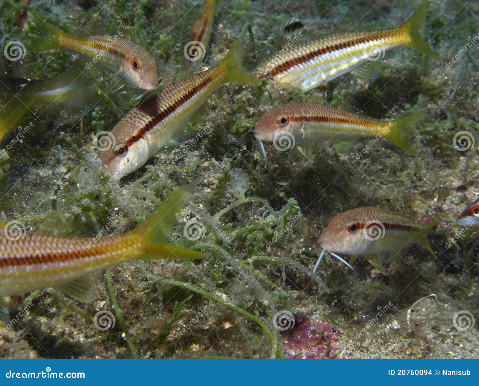 Salmonete Fish Stock Photos - Free & Royalty-Free Stock Photos from ...