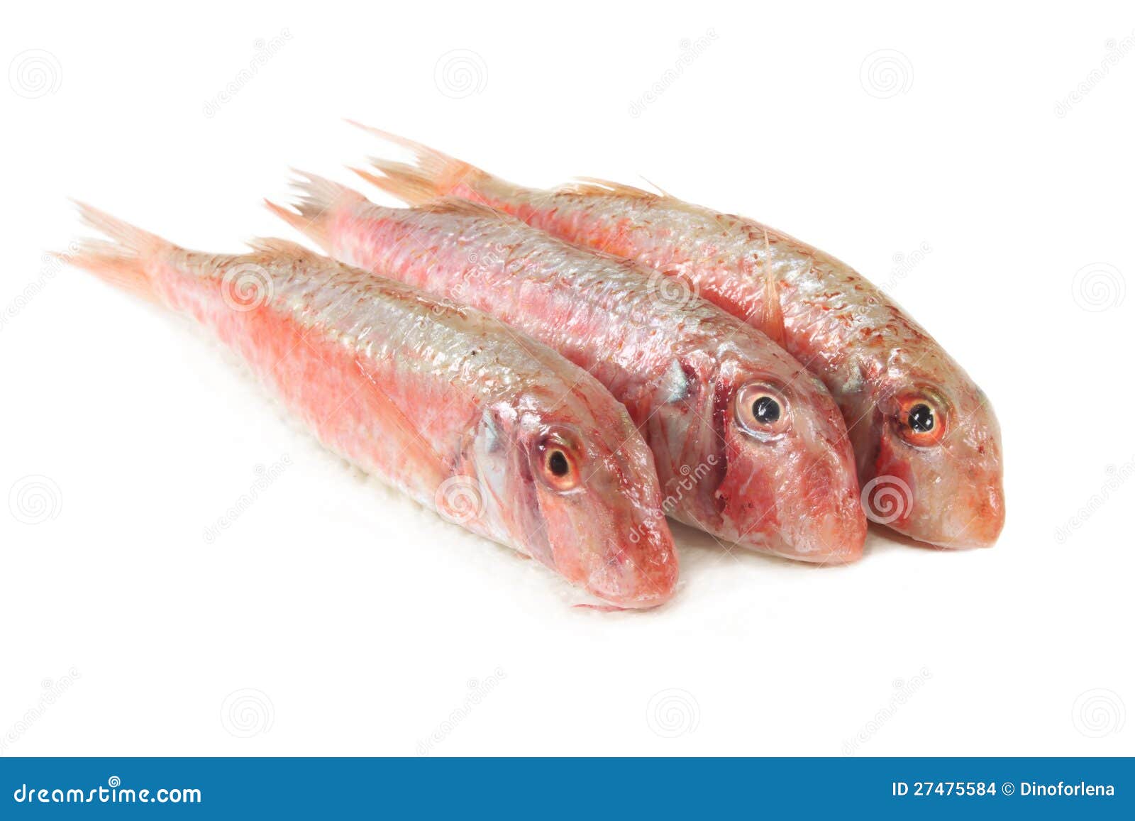 Salmonete rojo foto de archivo. Imagen de escala, cubo - 27475584
