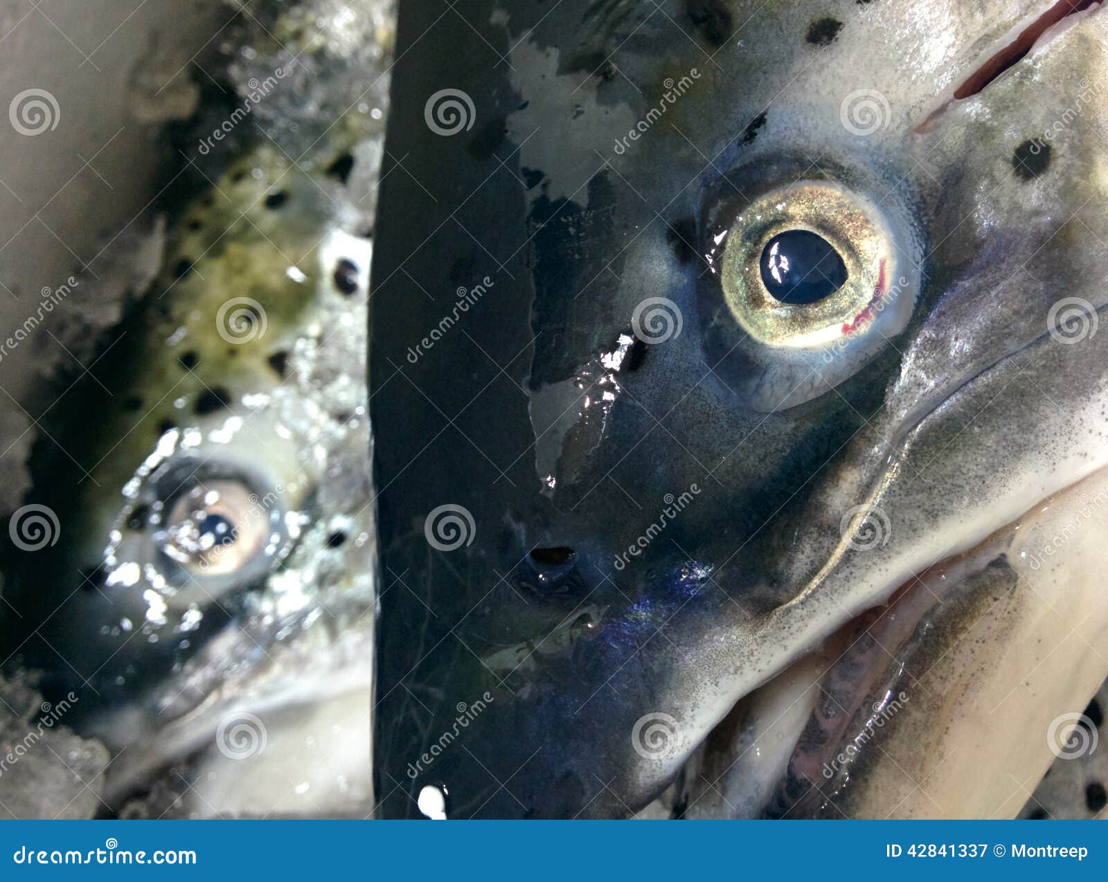 Salmonfish stock image. Image of salmonfish, snout, fish - 42841337