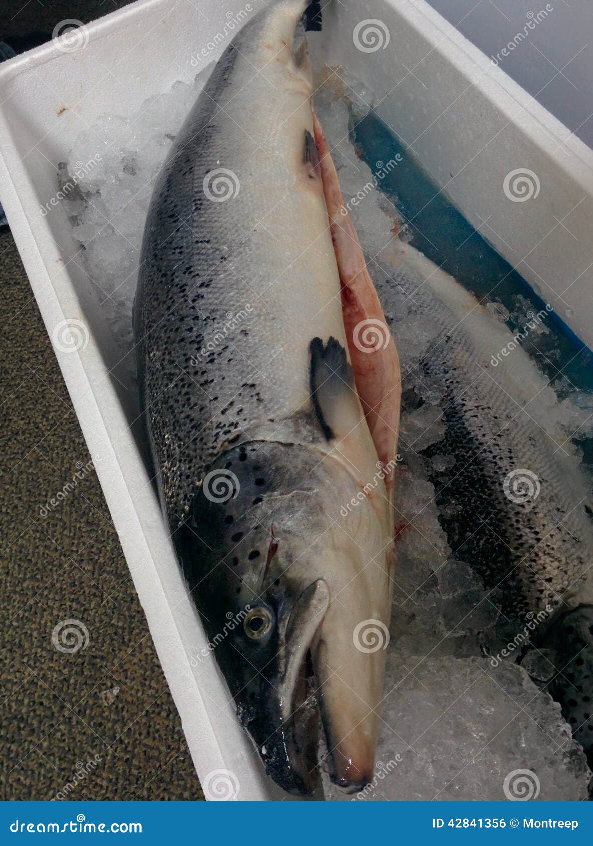 Salmonfish stock photo. Image of milkfish, water, fish - 42841356
