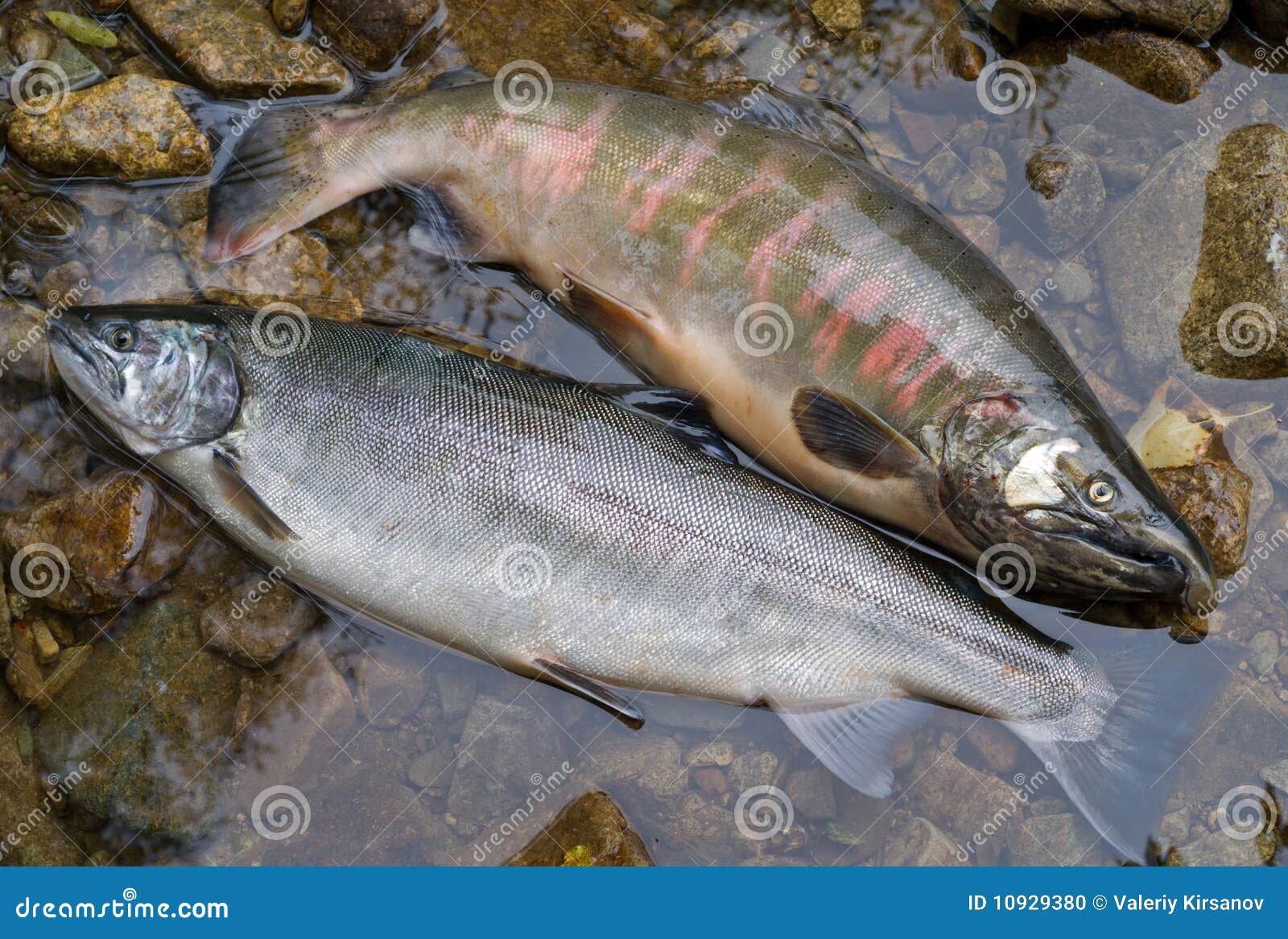 Salmons 2 stock photo. Image of close, nature, stone - 10929380