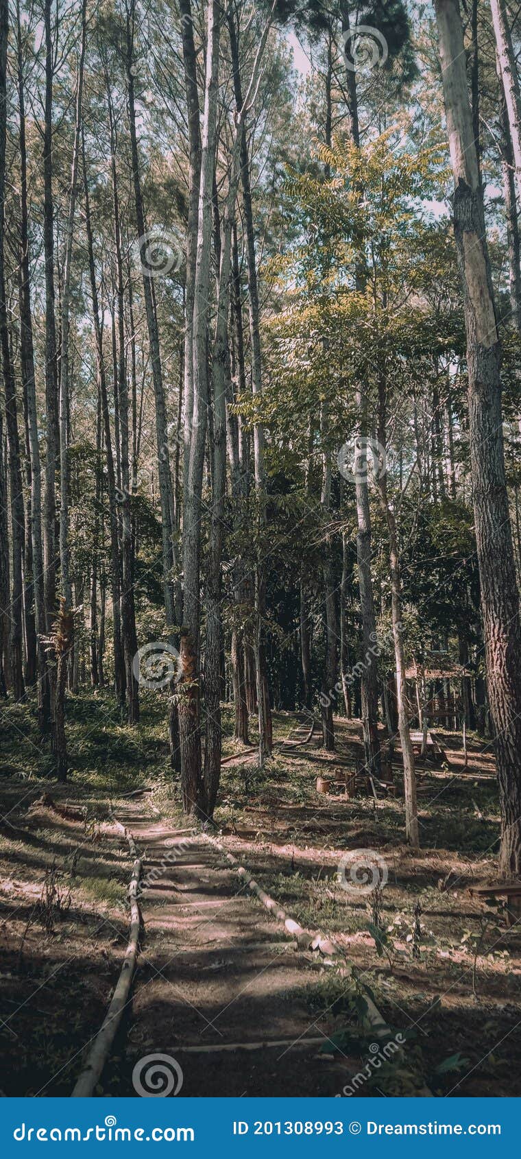 Salodik luwuk indonesia stock image. Image of plant - 201308993